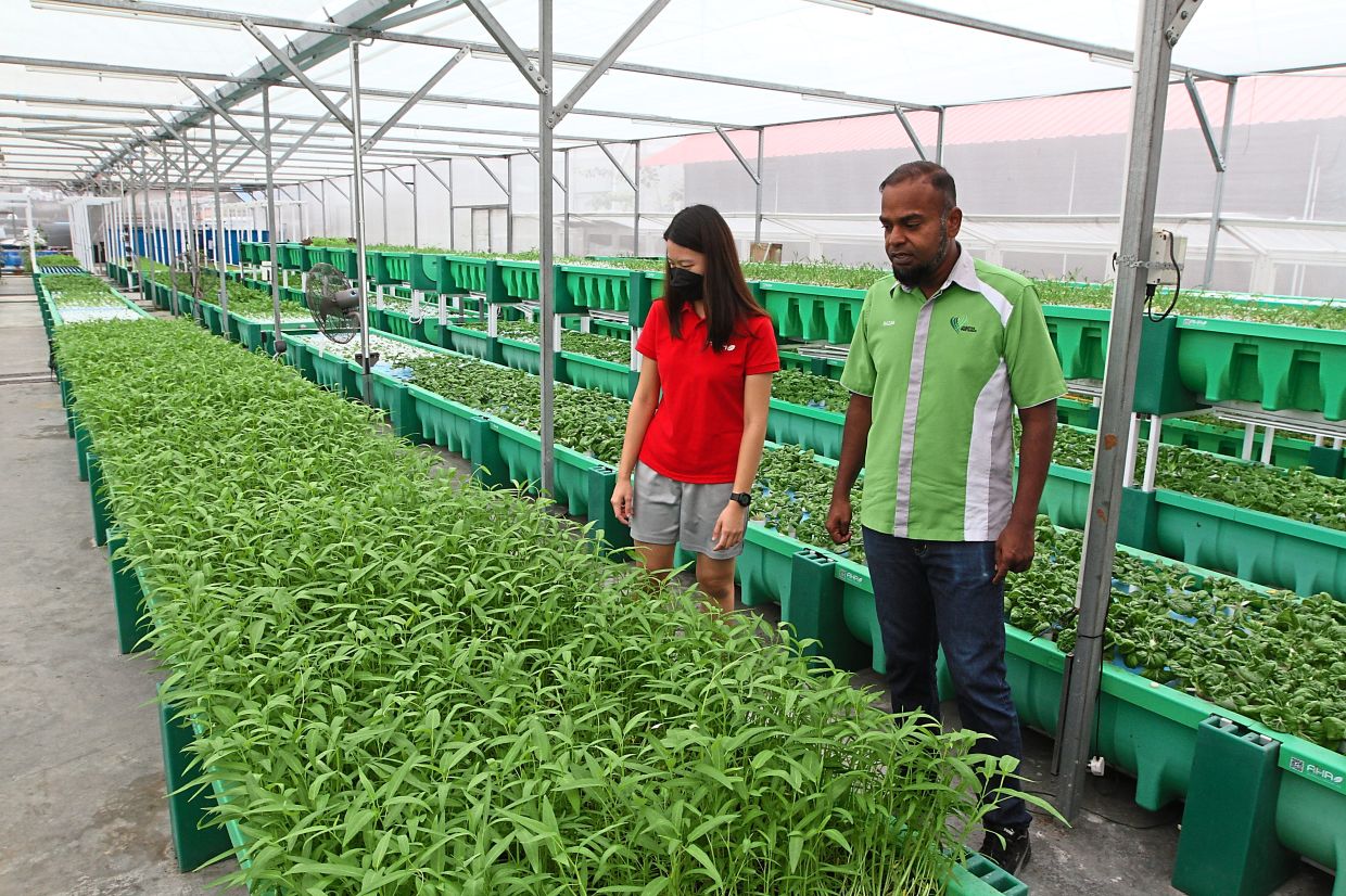 Spaces for researchers to test planting methods | The Star