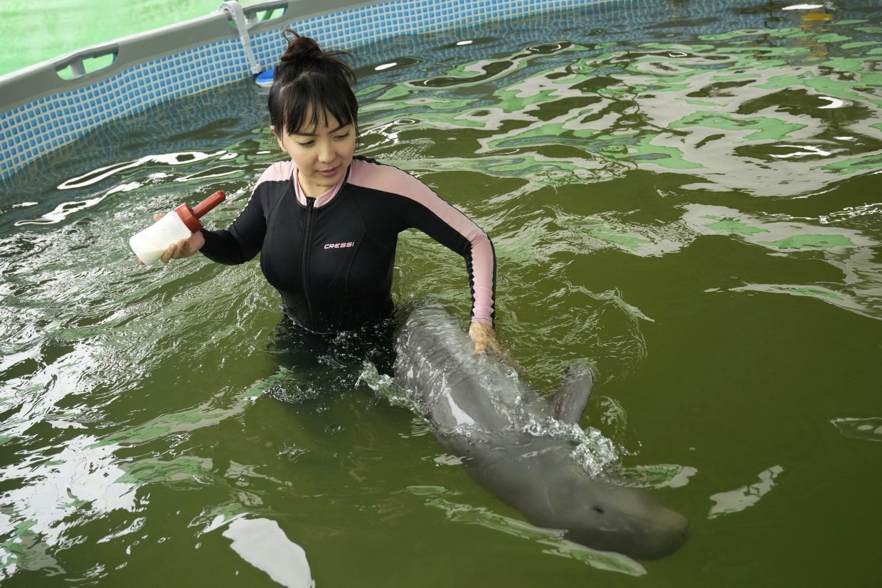 Sick dolphin calf improves with tube-fed milk and the many helping ...