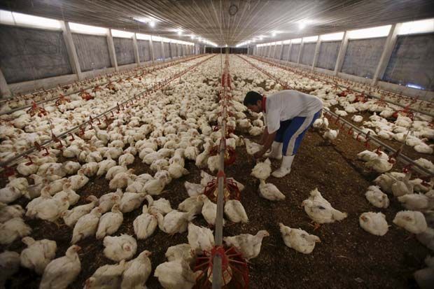 Govt to consider lifting chicken export ban, says deputy minister | The ...