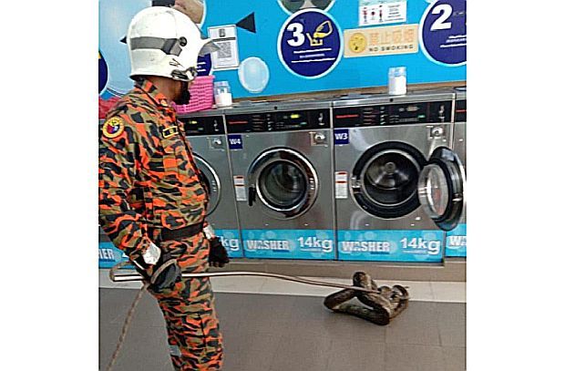 Slithering surprise: Python found in washing machine at Johor ...