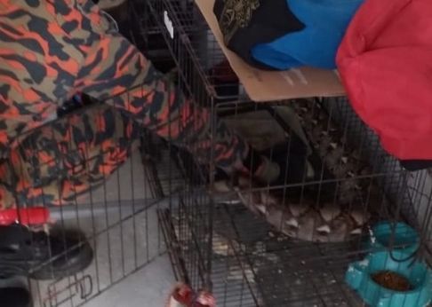 Three points for Slytherin: Johor Bomba has third python encounter in a ...