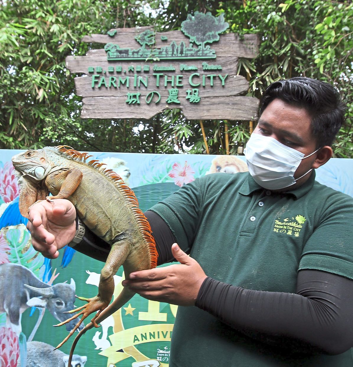 Petting zoo to show off new pygmy animals at carnival | The Star
