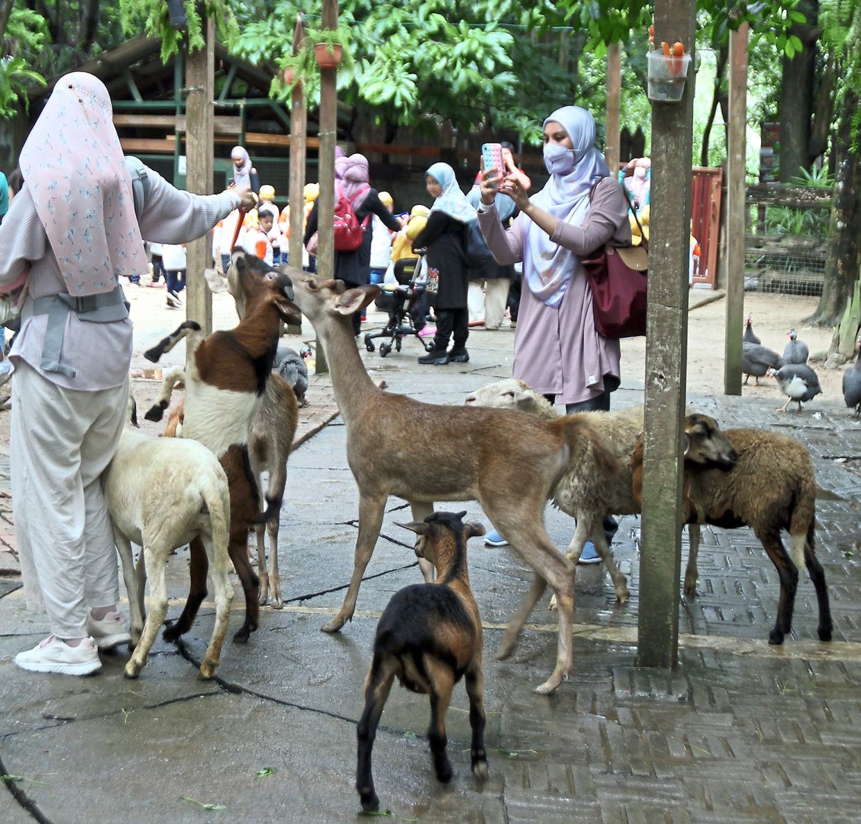 Petting zoo to show off new pygmy animals at carnival | The Star