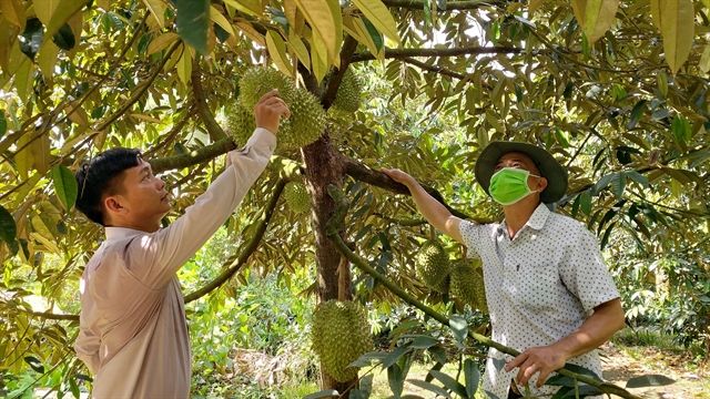 Can Tho expects to export first batch of durians to China next year ...