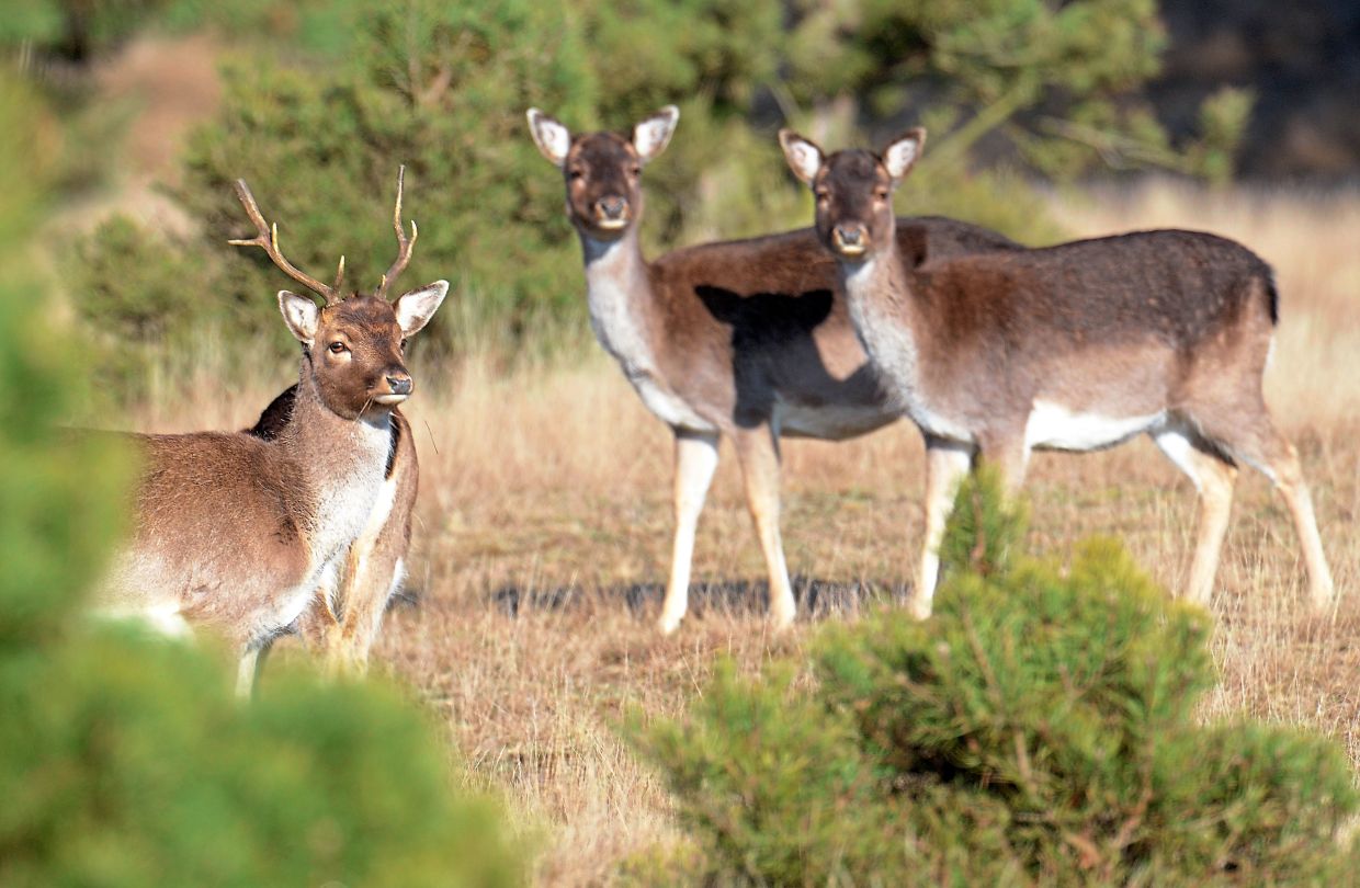 German military training field now popular with hikers and wild animals ...
