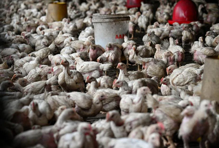 Singapore importers expect first batch of live chickens from Malaysia ...