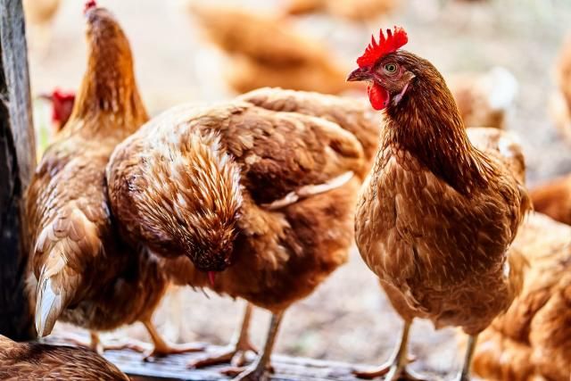Fresh chickens from Malaysia expected back on shelves from Thursday ...