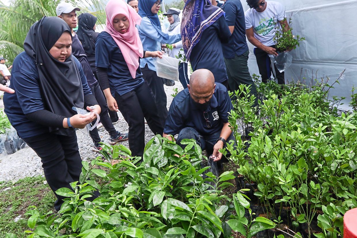 2,000 trees planted to mark Forest Day | The Star