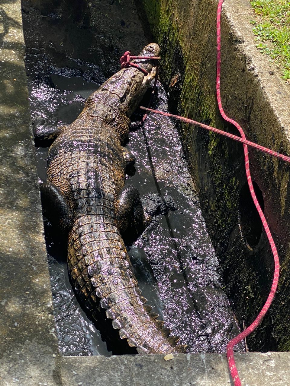 Three metre long croc caught outside Kuching playground | The Star
