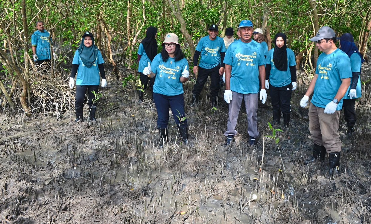 500 mangrove seedlings planted in Nibong Tebal | The Star