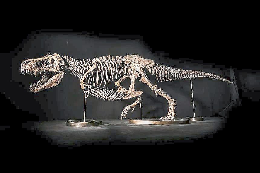 T-Rex skeleton to go on display before auction | The Star