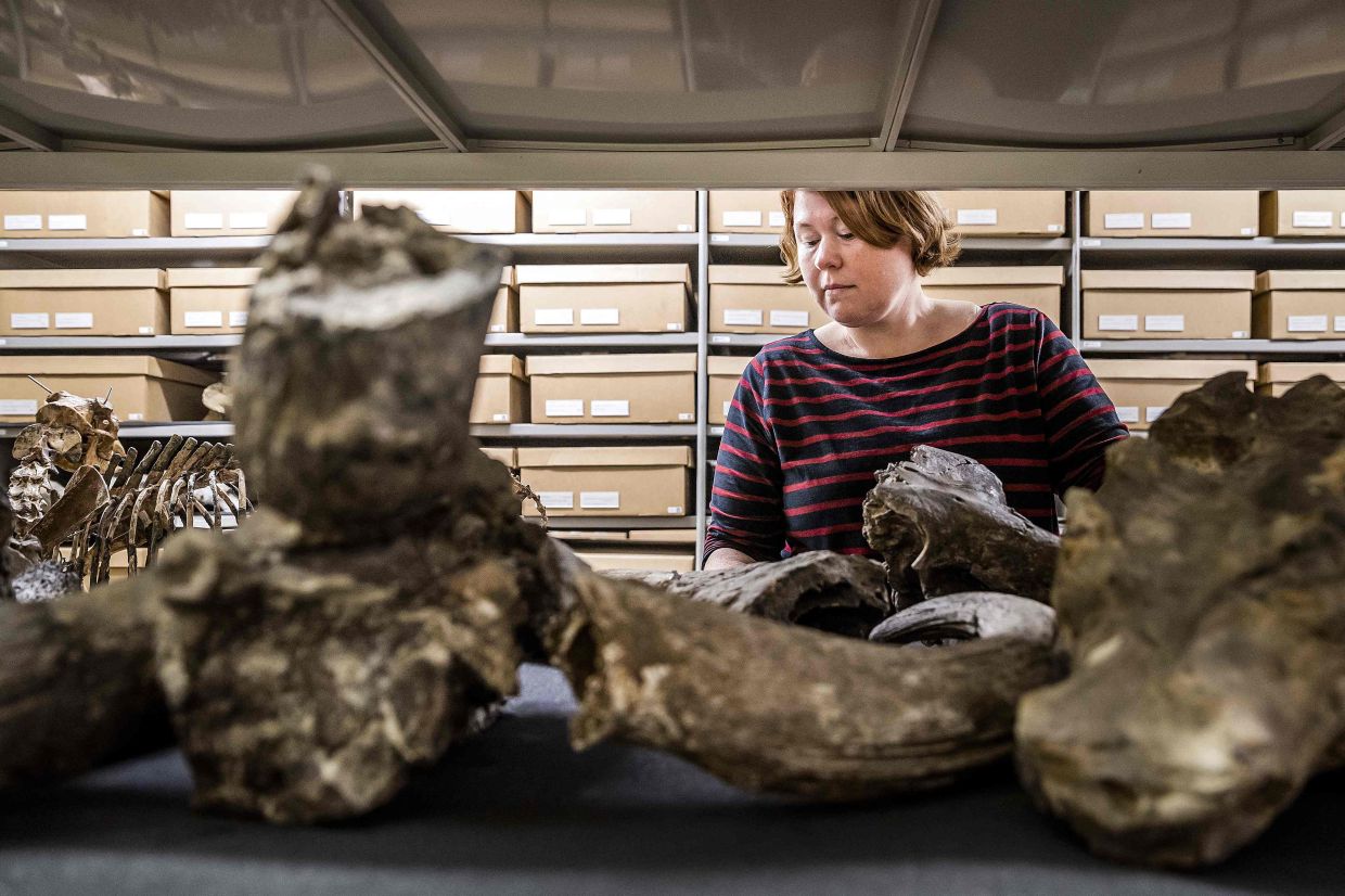 Let the 'Java Man' come home, says Indonesia to Dutch museum | The Star