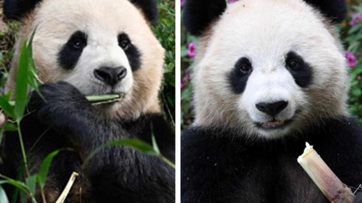 Two giant Chinese pandas land in Qatar for first-ever ‘panda diplomacy ...