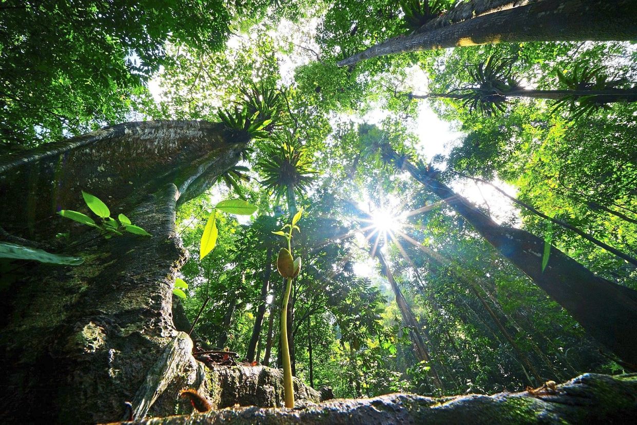 Kiulu folks mull tagal system for forest conservation | The Star