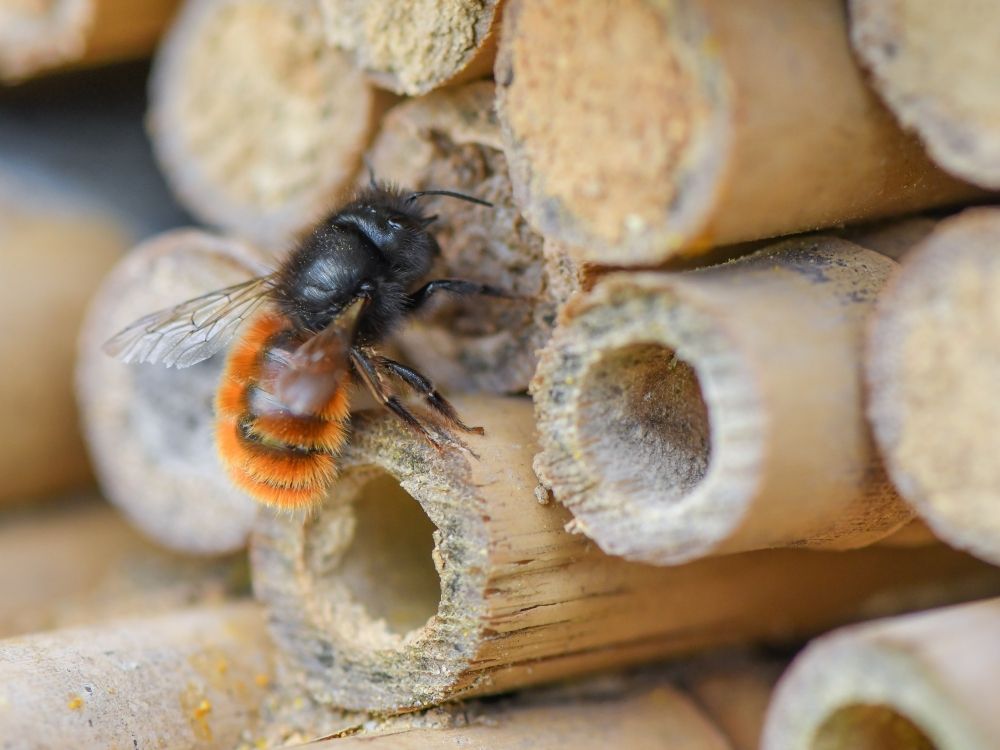 Scientists warn of 'insect apocalypse' amid climate change | The Star