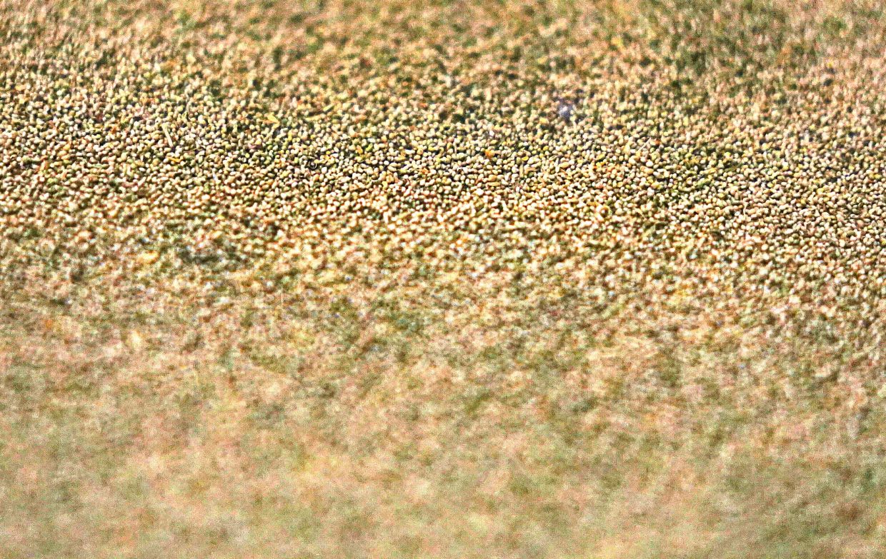 ‘Mexican caviar’ is a threatened, traditional delicacy | The Star