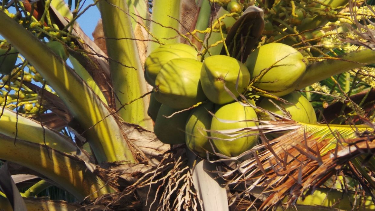 Coconuts from S-E Asia reap sweet gains in China | The Star
