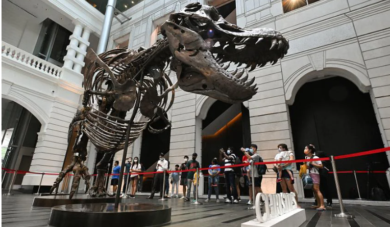 T. rex skeleton exhibit attracts Singapore dinosaur enthusiasts | The Star