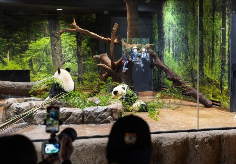 Japan zoo marks 50th anniversary of China's giant pandas' arrival | The Star