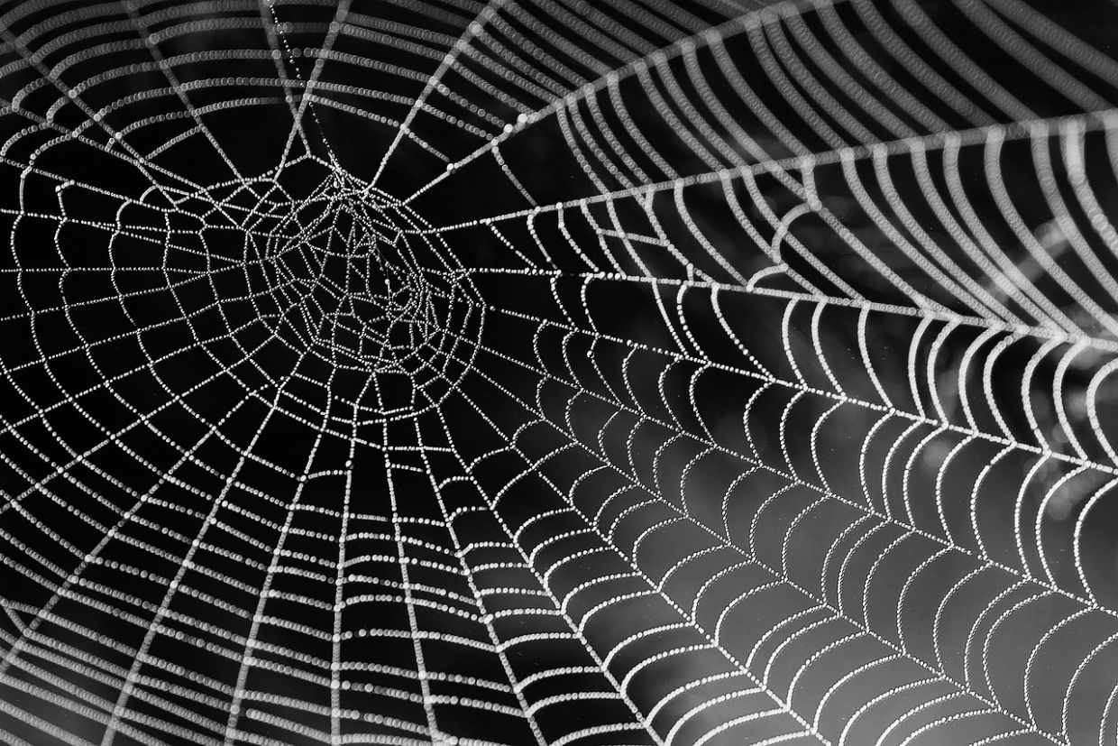 QuickCheck: Were spiderwebs once used as bandages? | The Star