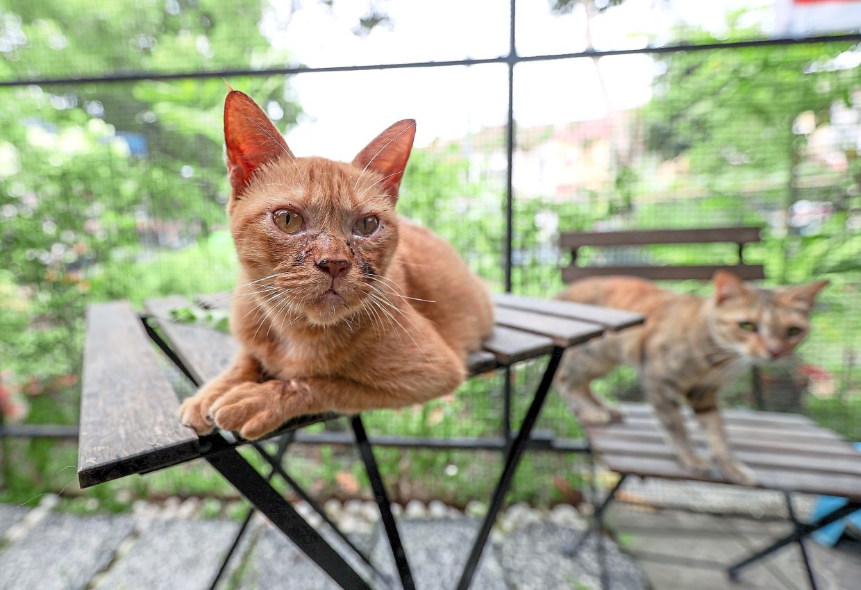 Managing stray animals humanely | The Star