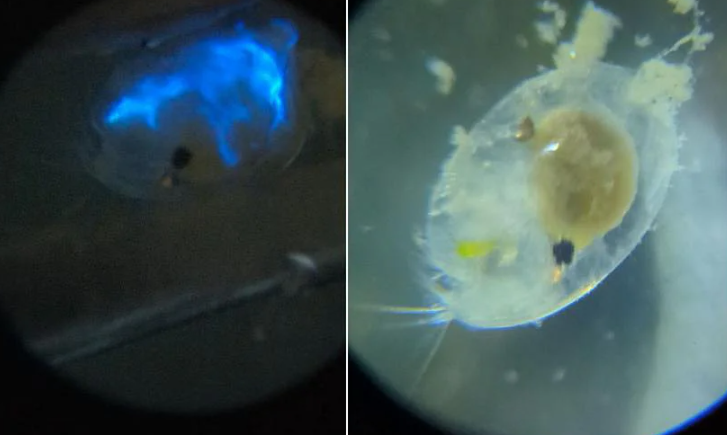 ‘Like stars in a black sea’: Waters off Changi Beach set aglow by sea ...