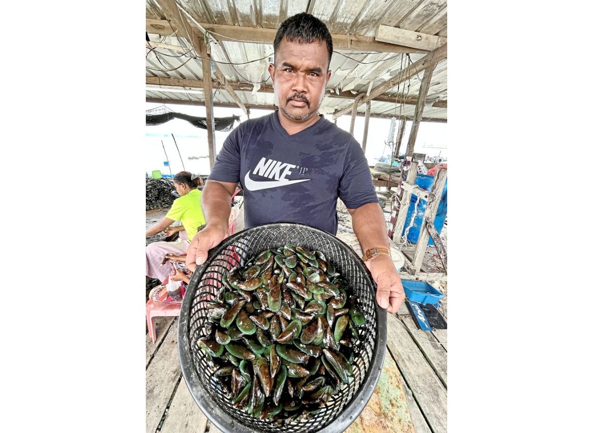 January harvest for Sungai Johor mussel farm | The Star