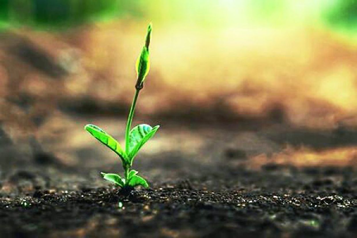 HOW TO PLANT YOUR PAPER | The Star