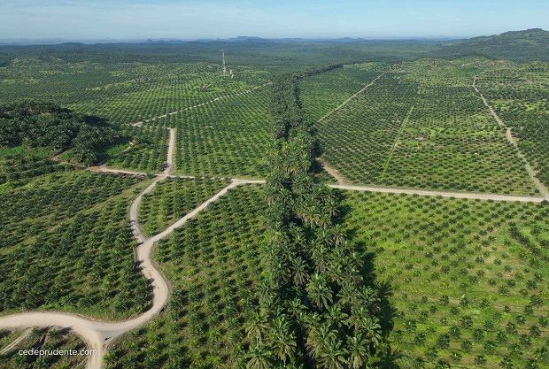 Project by Malaysian oil palm plantation, NGO recognised by Prince ...