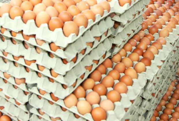 Malaysia to import chicken eggs for now (Poll Inside) | The Star