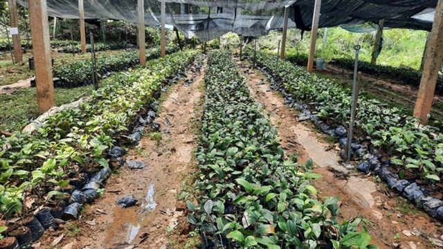 Quang Ninh promotes medicinal herb production | The Star