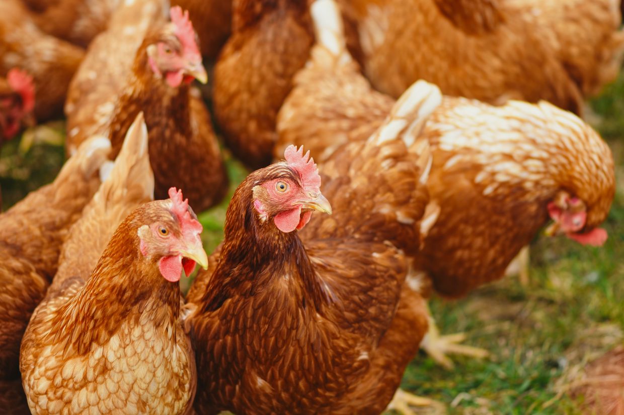 QuickCheck: Is the egg shortage caused by chickens not wanting to mate ...
