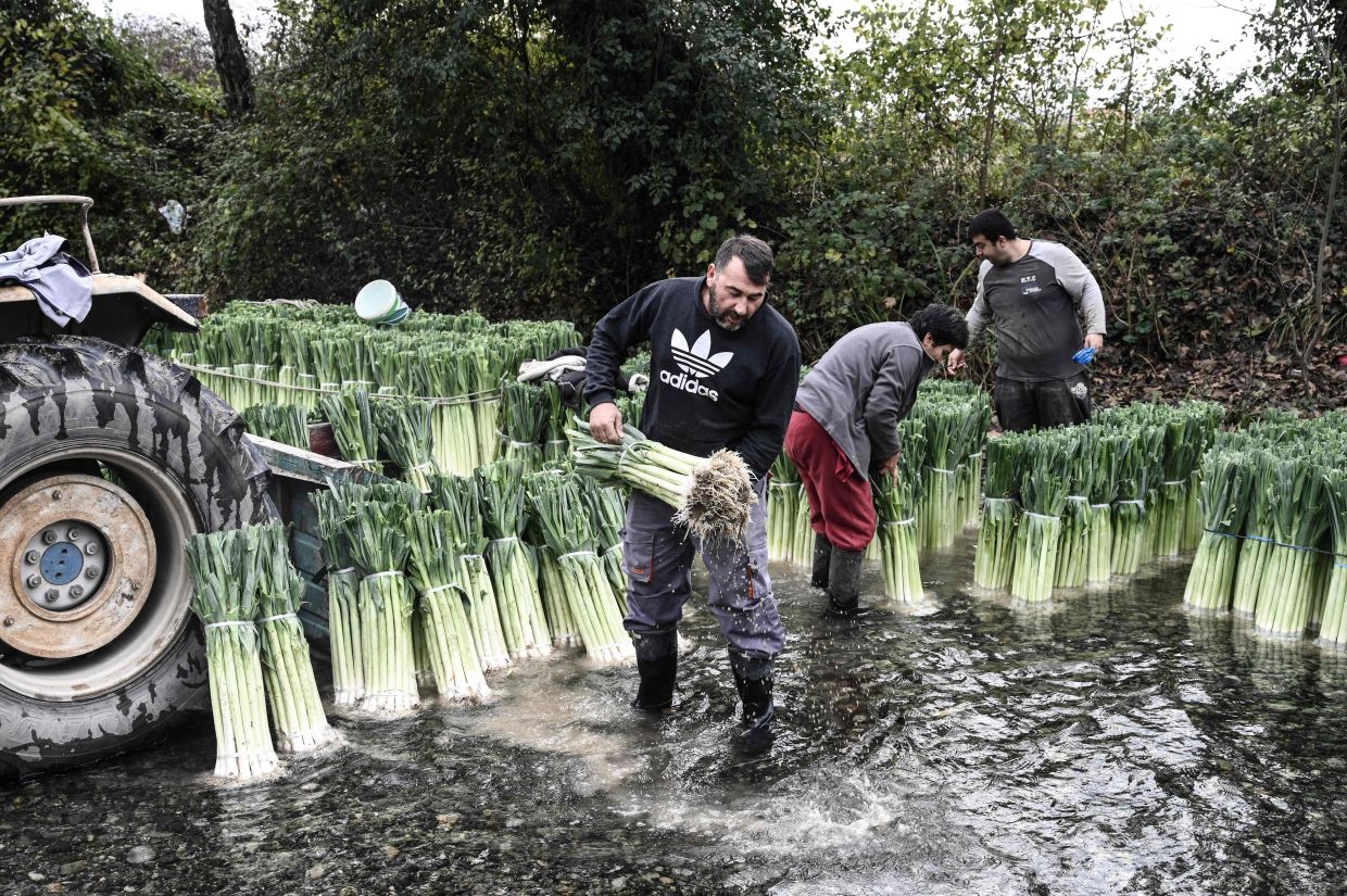 How Greek growers use nature to clean leek | The Star