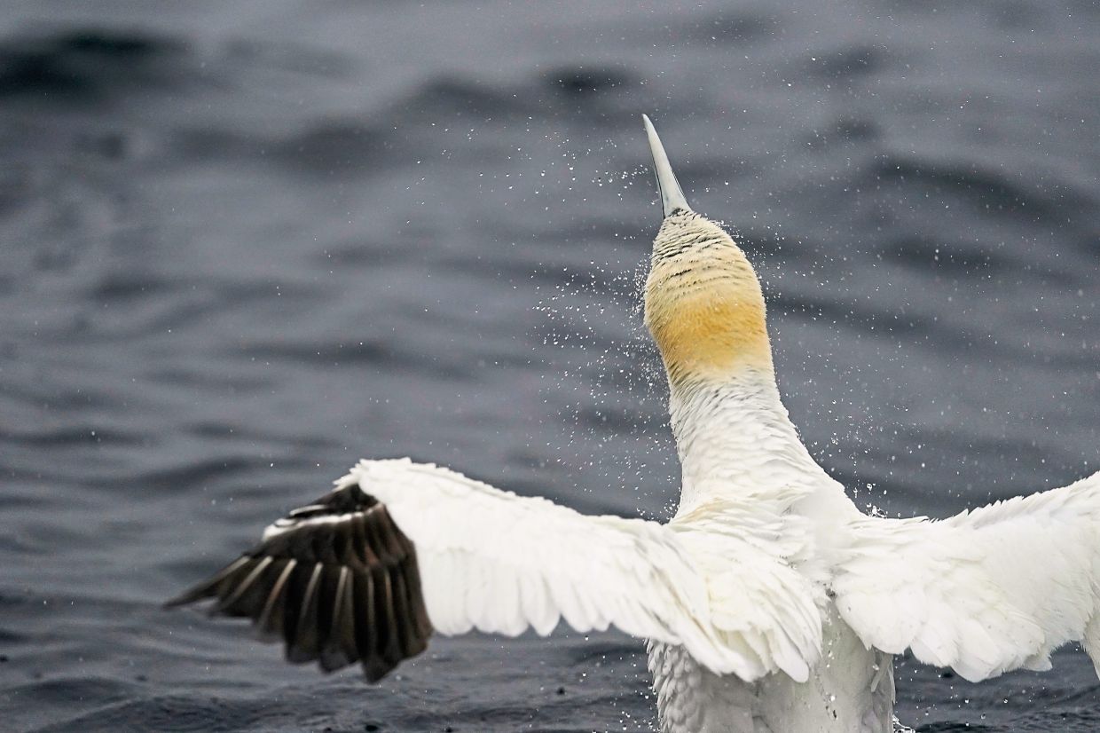 For these tenacious gannets on Quebec isle, climate reshapes life | The ...