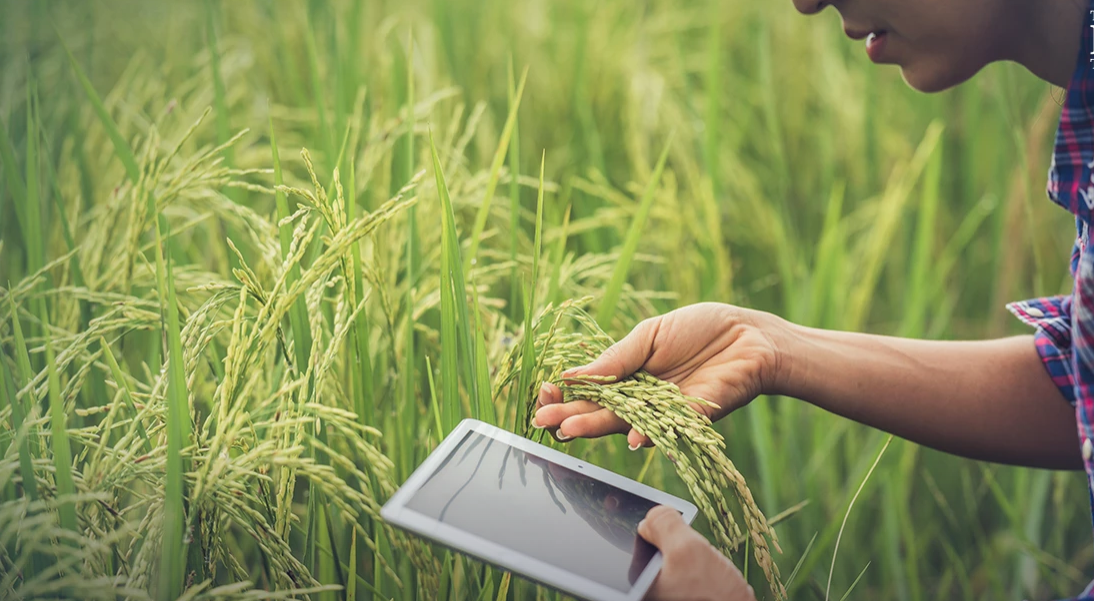 New, expanded markets may see Thai rice exports cross 2022 target | The ...