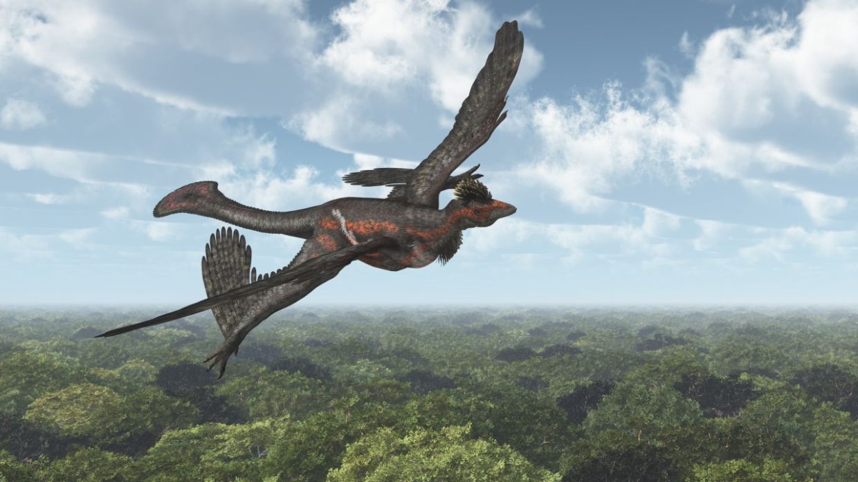 China’s ancient flying dinosaurs were more like birds than first ...