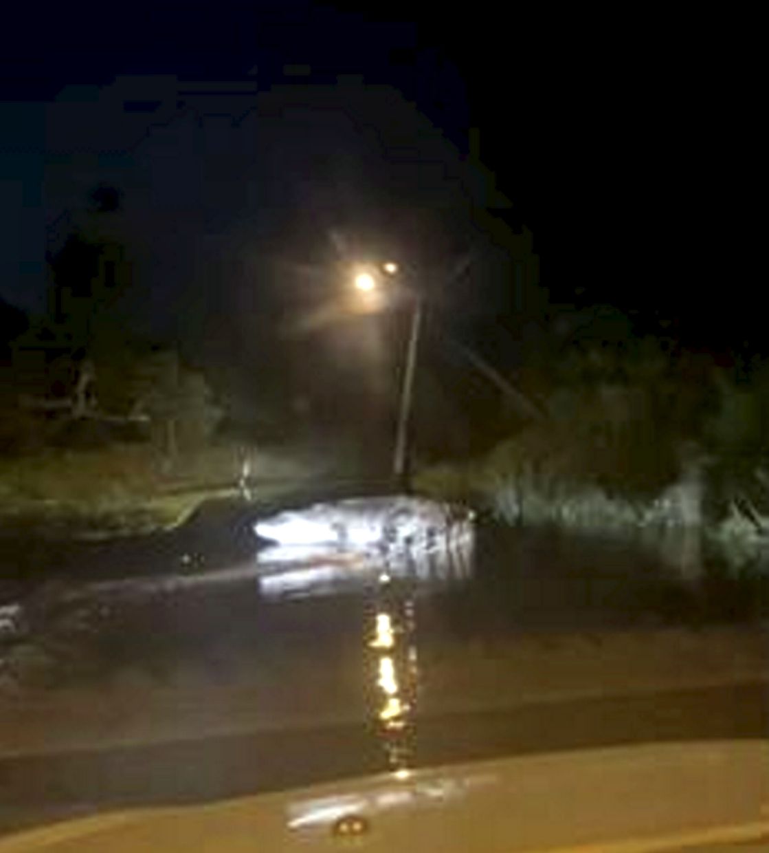 When crocodiles attack: The dilemma of human-animal conflicts | The Star