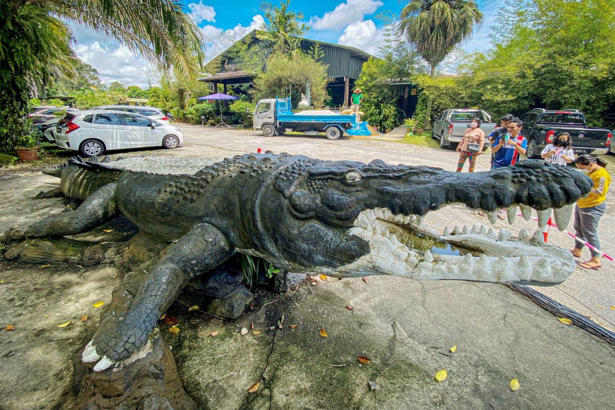 When crocodiles attack: The dilemma of human-animal conflicts | The Star