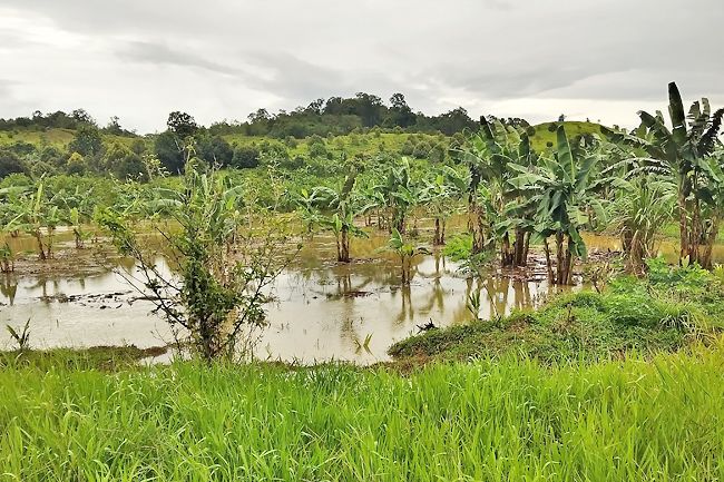 Floods inundate farms in Brunei-Muara district | The Star