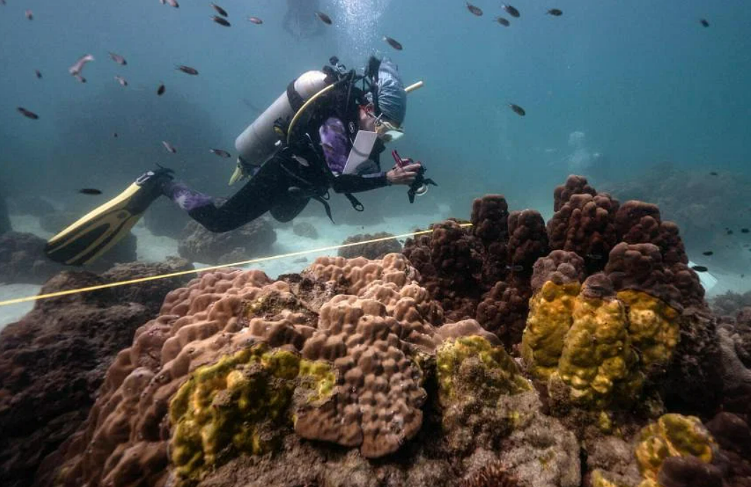 Yellow-band disease ravages Thailand's coral reefs | The Star