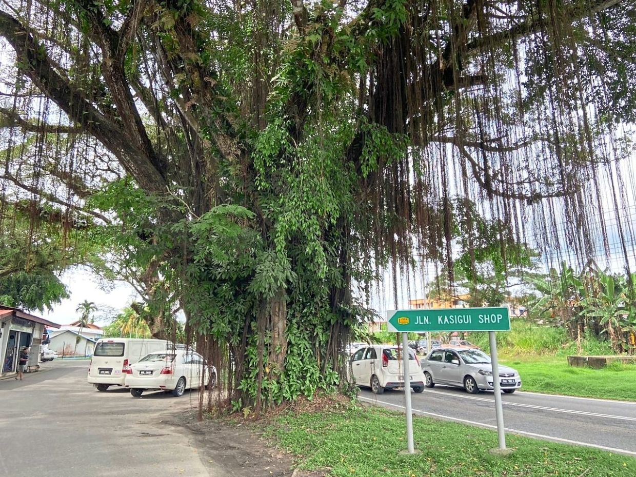 Call to preserve ‘town’ and 100-year-old trees | The Star