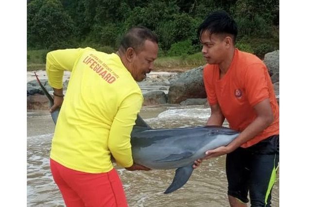 Stranded dolphin rescued from Mersing beach | The Star