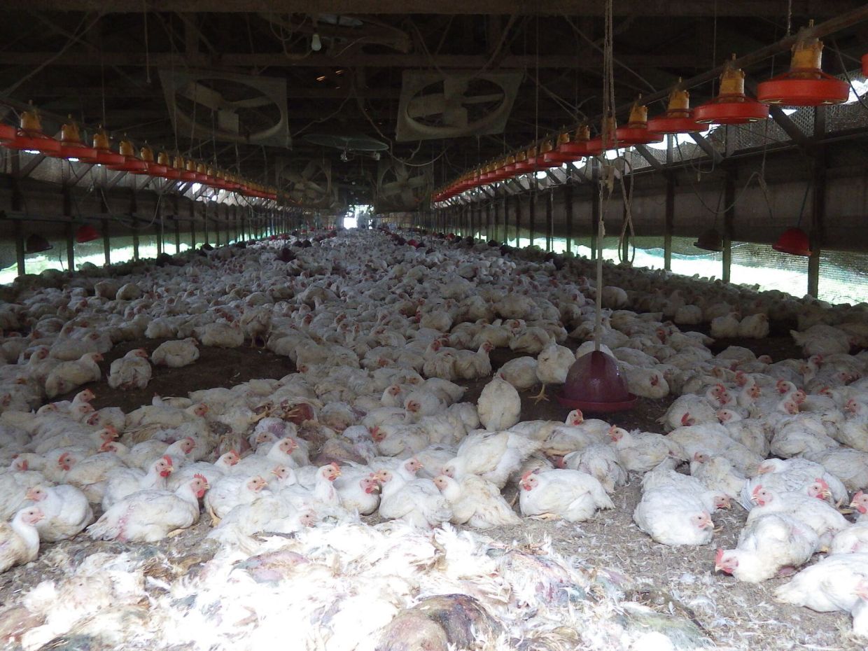 Japan culls nearly 10 million birds as avian flu rages | The Star