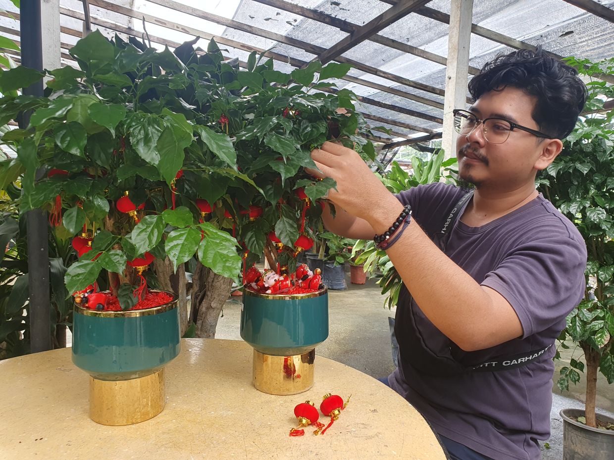 5 top lucky plants to usher in the Year of the Rabbit in Malaysia | The ...