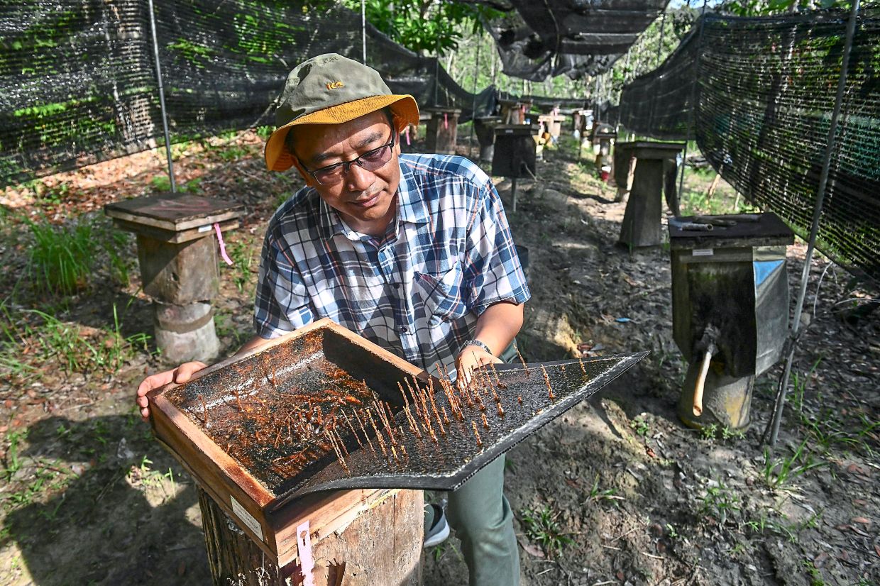 Stingless bee centre out to woo ecotourists | The Star