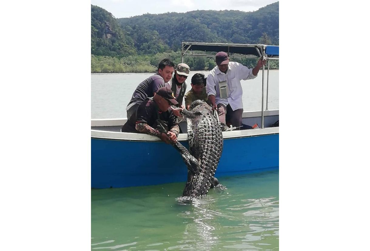 150kg croc found dead in Teluk Asam fisherman's net | The Star