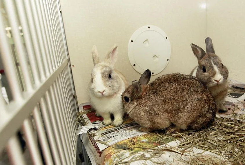 Welfare groups fear more rabbits will be abandoned after CNY | The Star