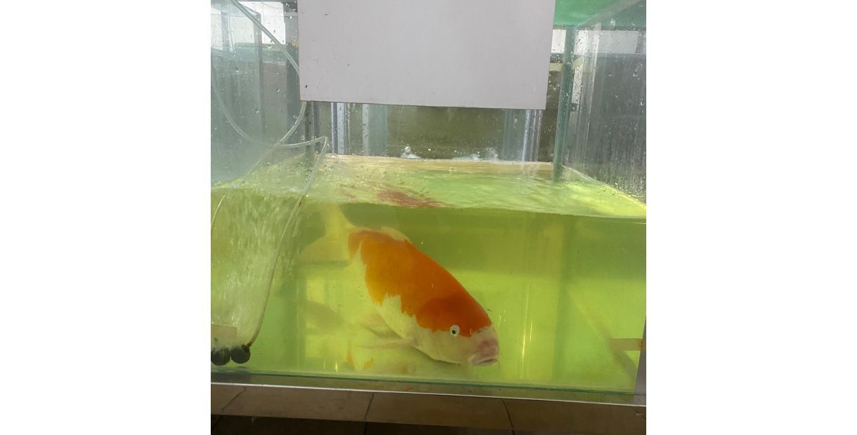 Attempt to smuggle ornamental fish from Singapore foiled | The Star