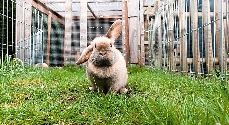 When rabbits are saying, ‘Please, no more carrots!’ | The Star