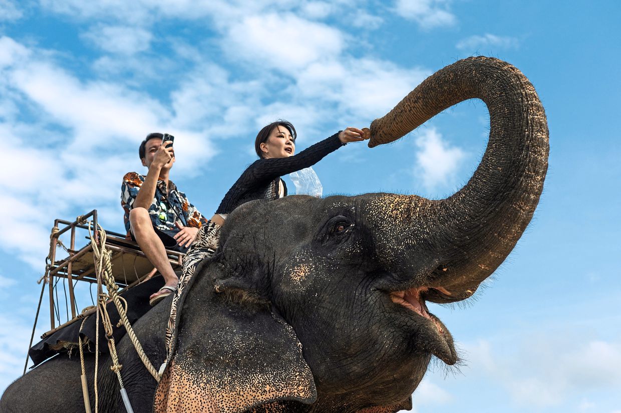 More elephants for Chinese | The Star